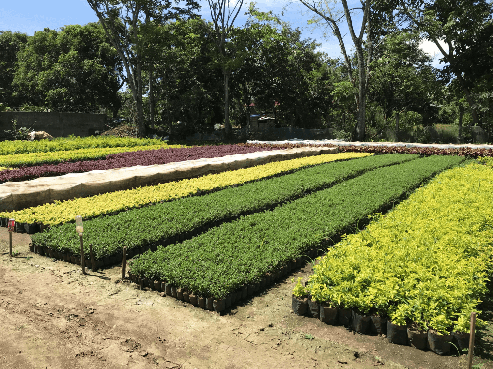 Production of Plants for Landscaping Requirements – Wilju GJSC